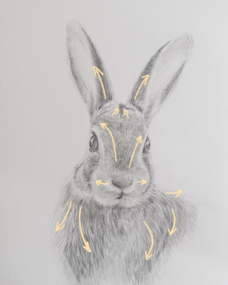 Draw a rabbit with pencils - Sabrina Hassler - Illustration & Drawing Blog