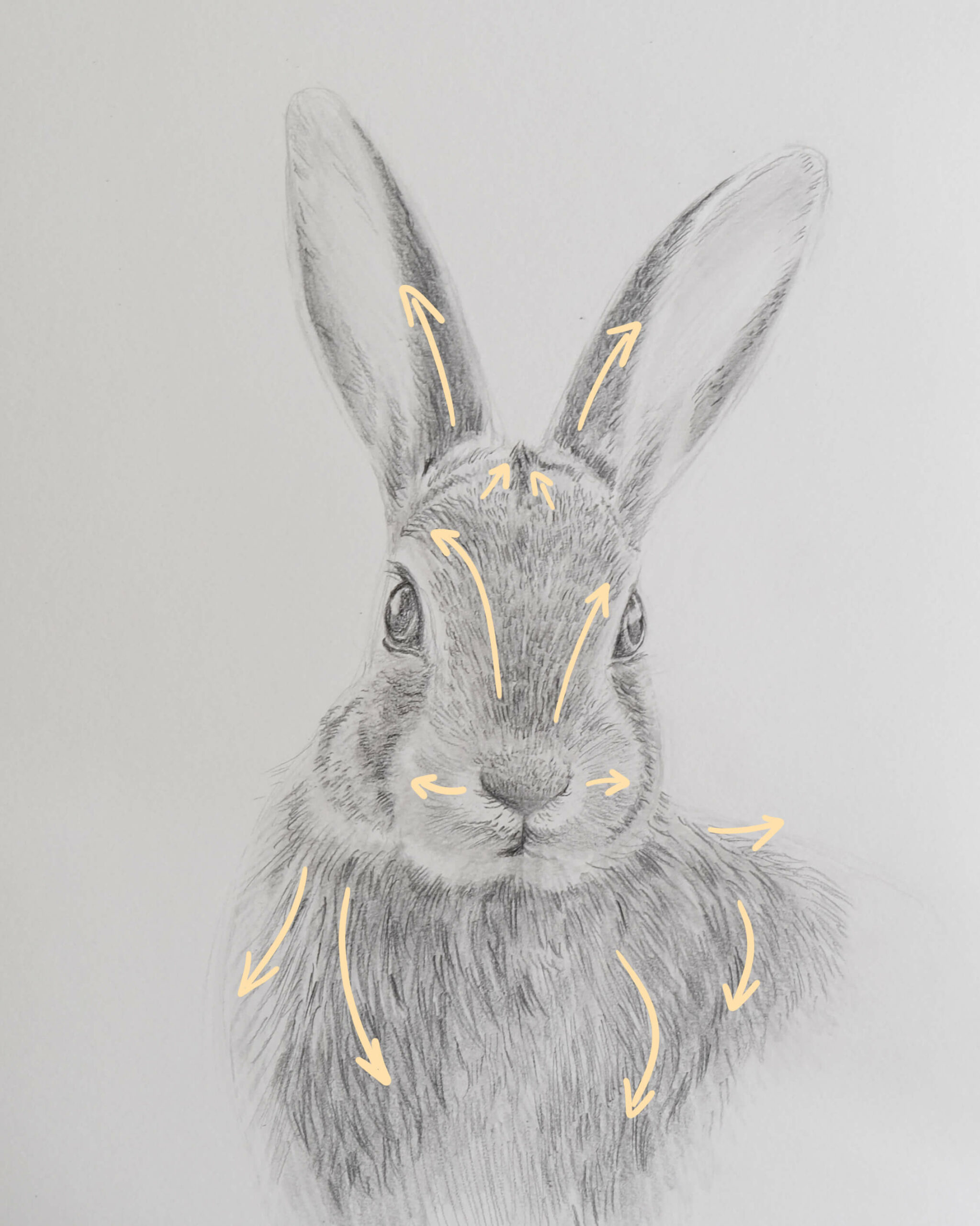 Draw a rabbit with pencils - Sabrina Hassler - Illustration & Drawing Blog