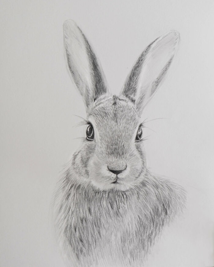 Draw a rabbit with pencils - Sabrina Hassler - Illustration & Drawing Blog